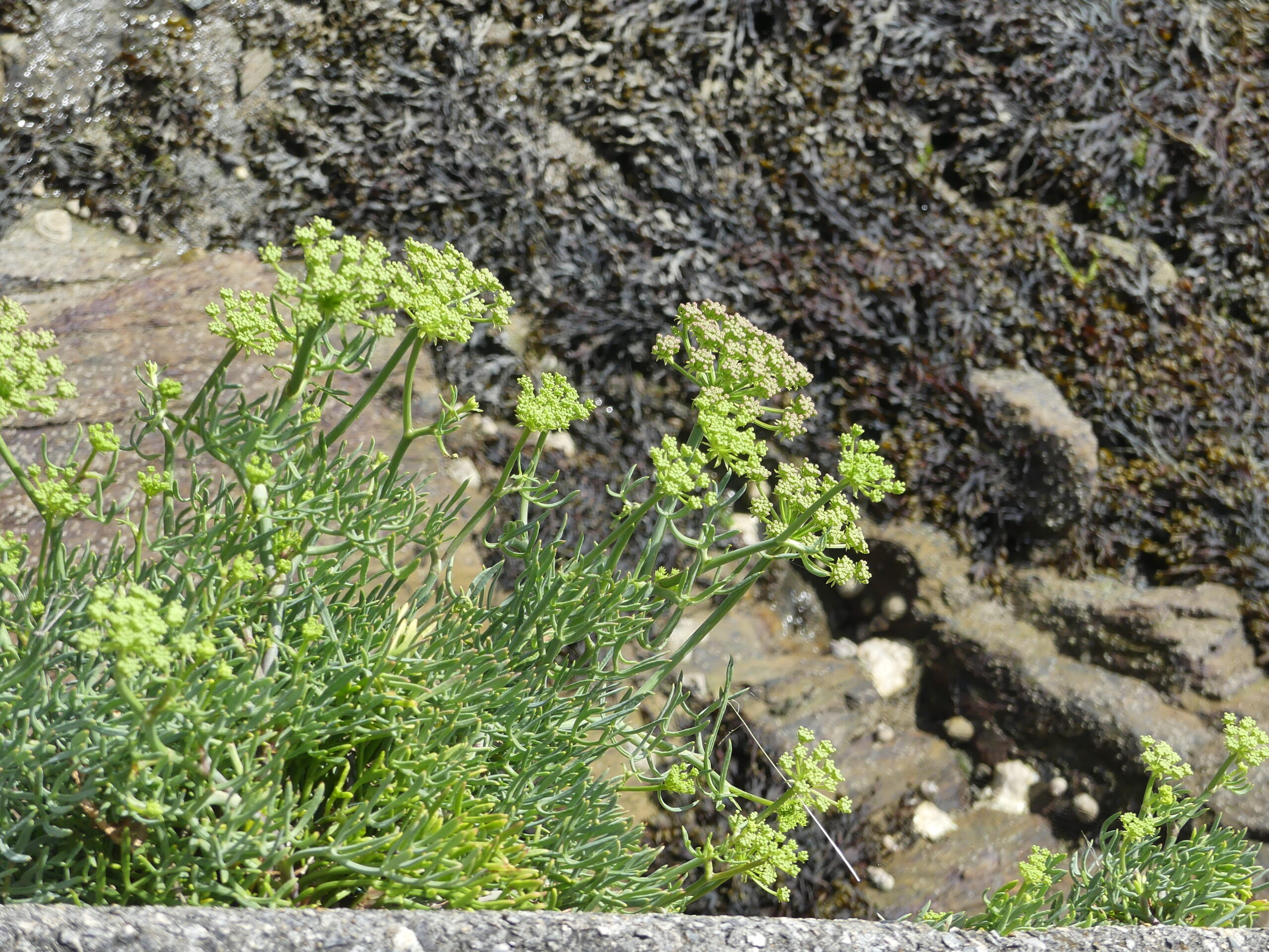 Découverte des plantes du bord de mer – Site de la ville de Concarneau