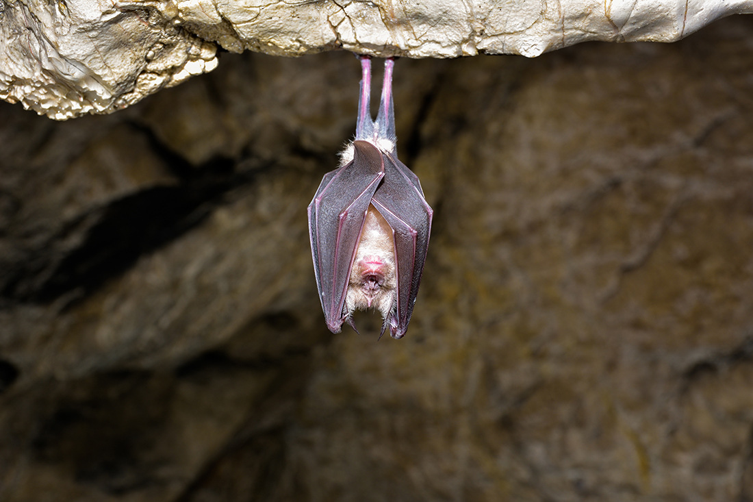 Les RDV de la biodiversité – Observation des chauves-souris – Site de ...